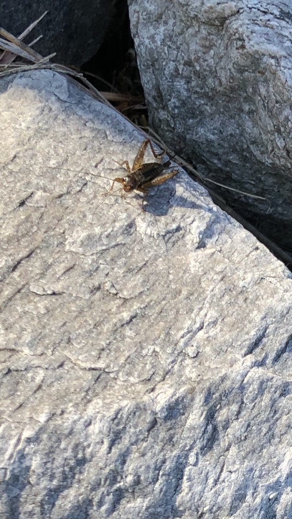 Crickets from Panther Creek High School, Cary, NC, US on September 17 ...