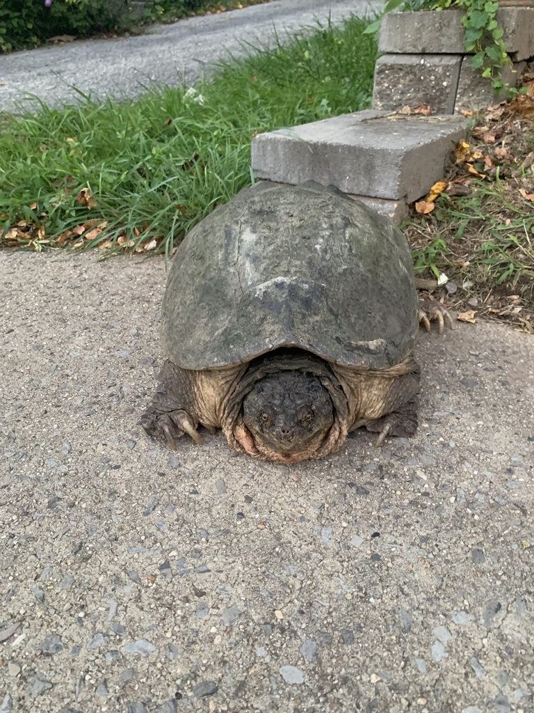 Common Snapping Turtle from Staten Island, New York, NY, US on ...