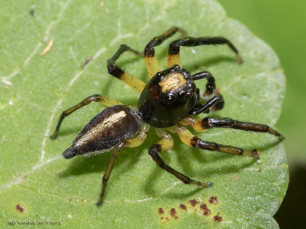 Amycus flavicomis (Arachnids of Loreto, Peru) · iNaturalist