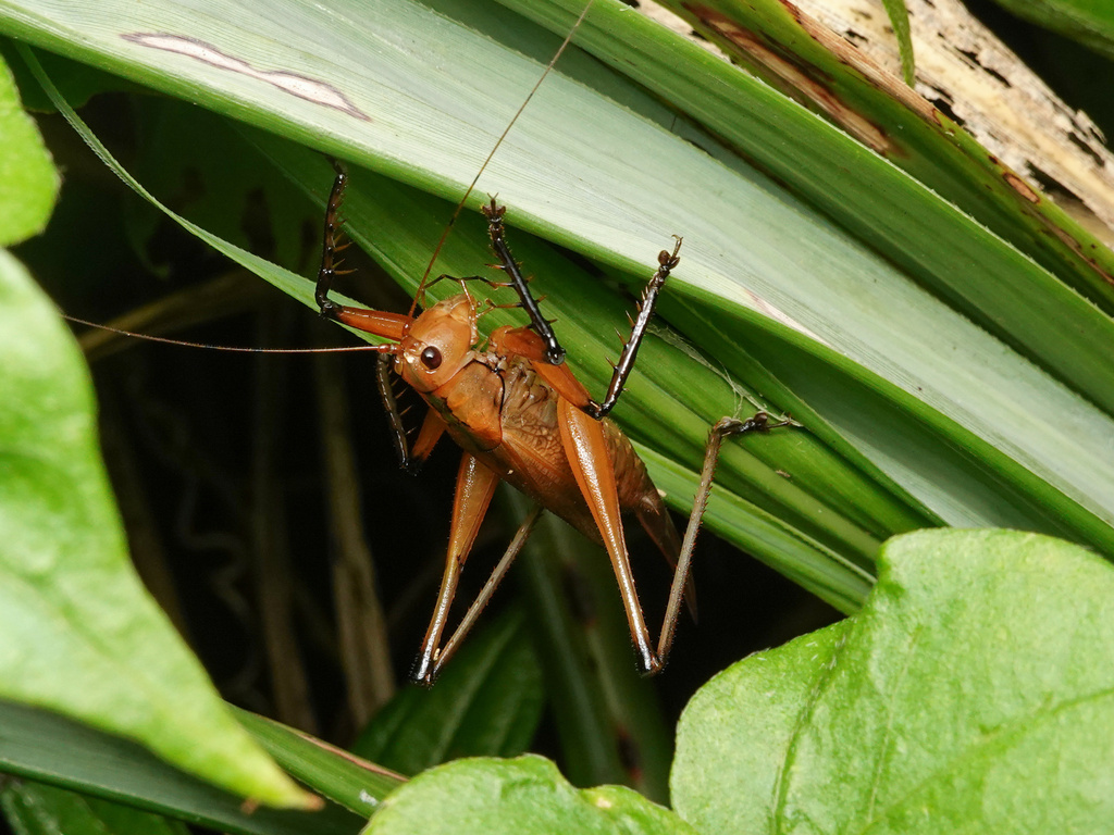 Hexacentrus fuscipes in September 2023 by orthoptera-jp · iNaturalist