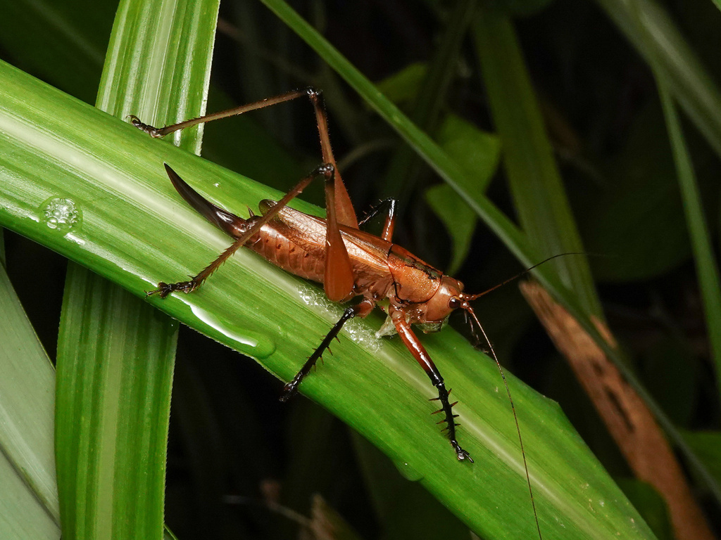 Hexacentrus fuscipes in September 2023 by orthoptera-jp · iNaturalist
