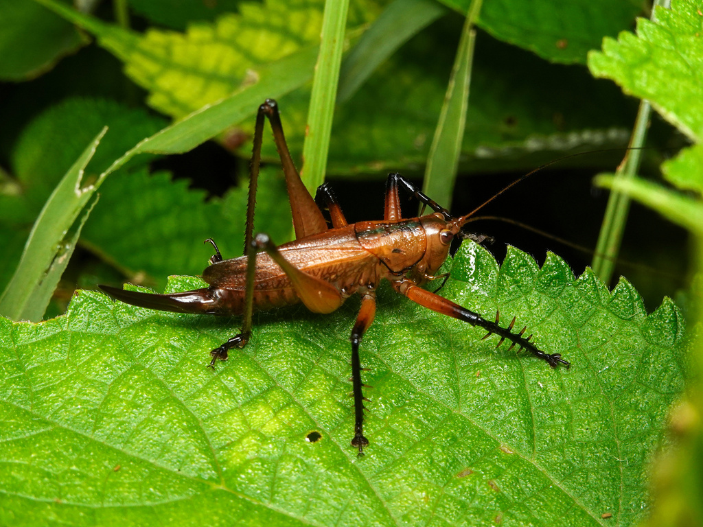 Hexacentrus fuscipes in September 2023 by orthoptera-jp · iNaturalist