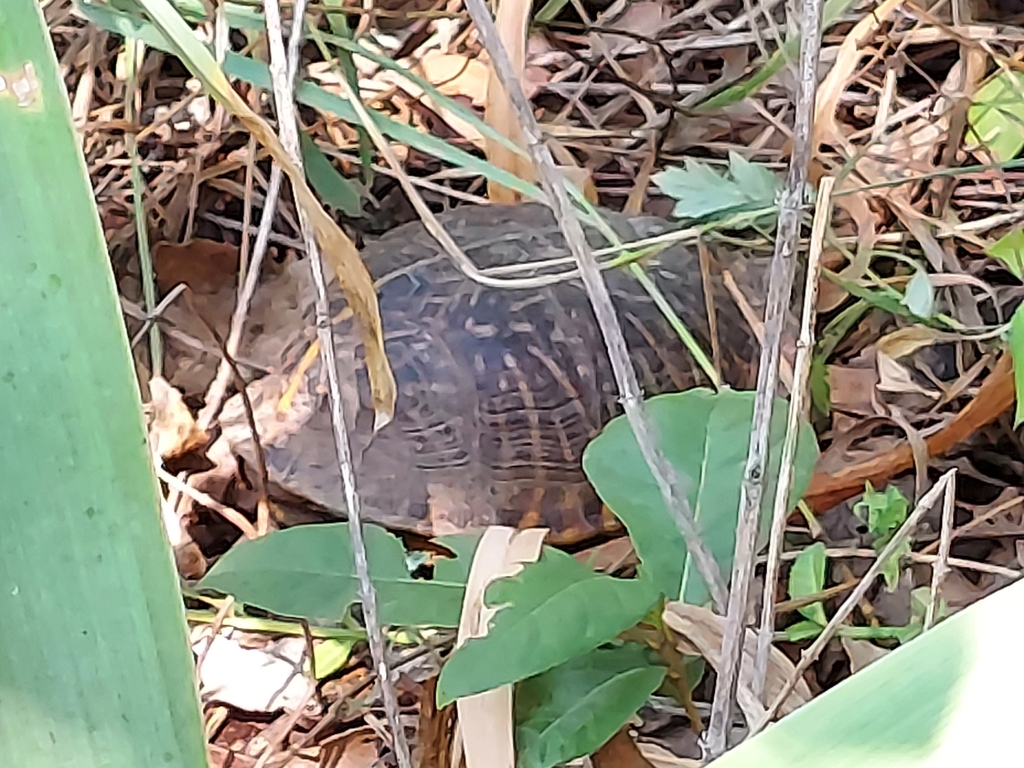 Box Turtles from Warrensburg, MO 64093, USA on September 17, 2023 at 11 ...