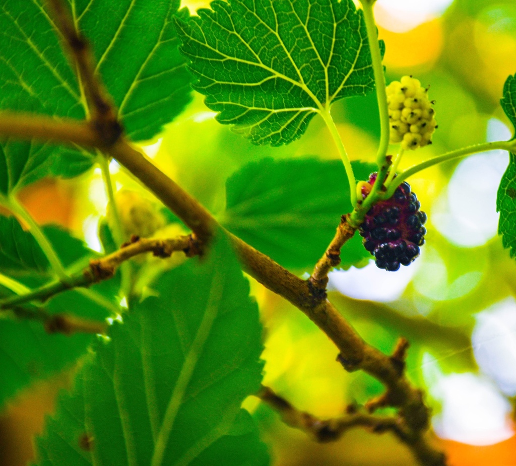 roses, elms, figs, and allies (Rosales) - Botanical Realm