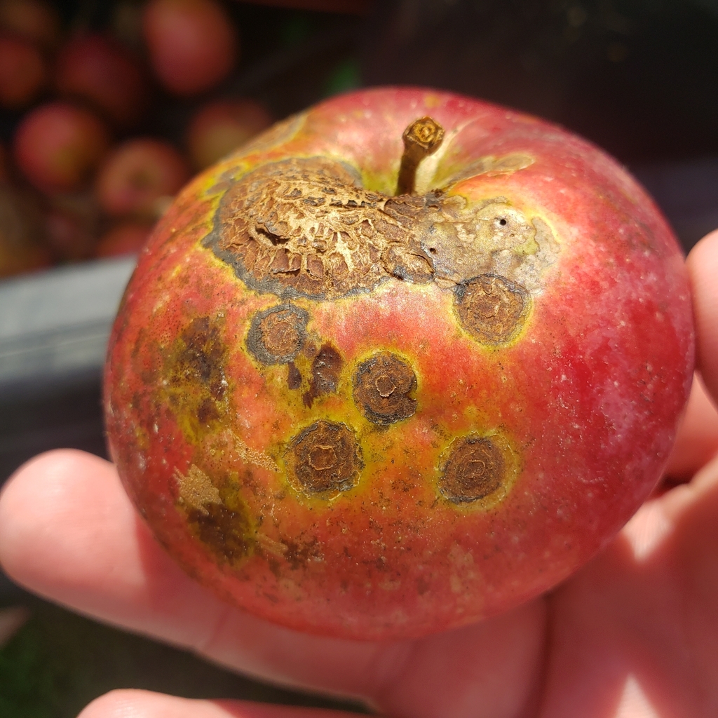 Apple Scab from Guilford Township, OH, USA on September 17, 2023 at 01:18 PM by Tyler Brooks ...