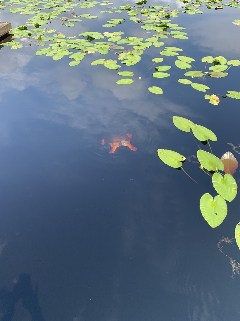 Florida Softshell Turtle from W County Highway 30A, Santa Rosa Beach ...