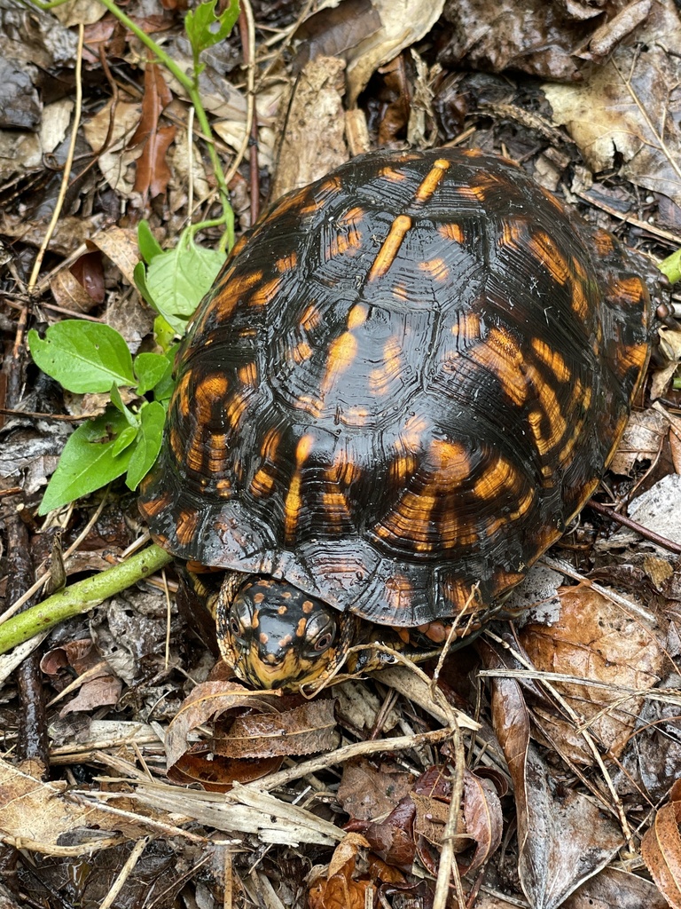 Eastern Box Turtle in September 2023 by Alison Martin · iNaturalist