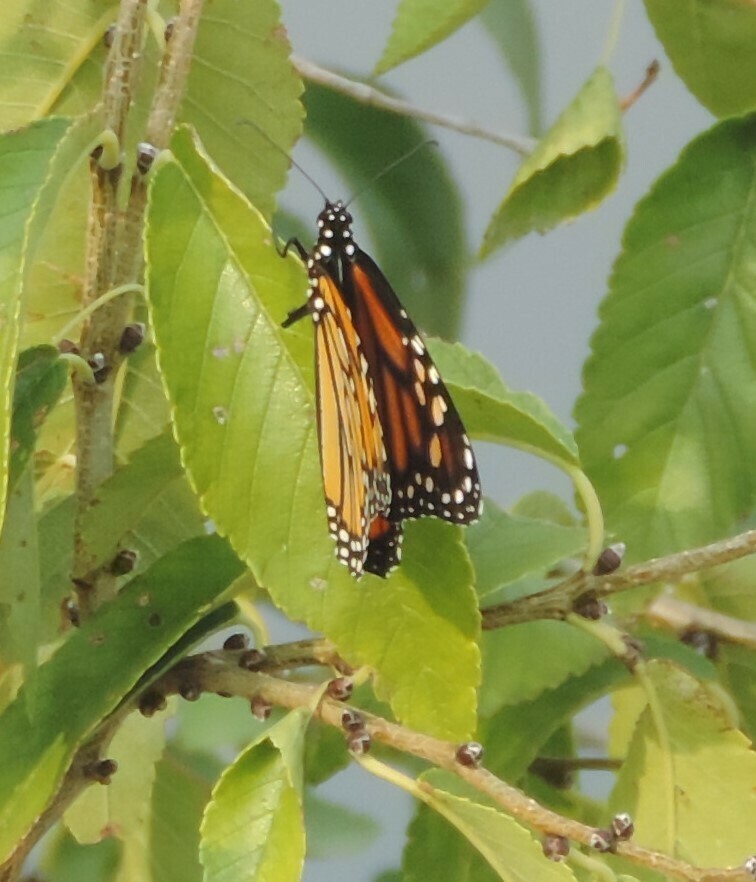 Monarch from Okanagan-Similkameen, BC, Canada on September 17, 2023 at ...