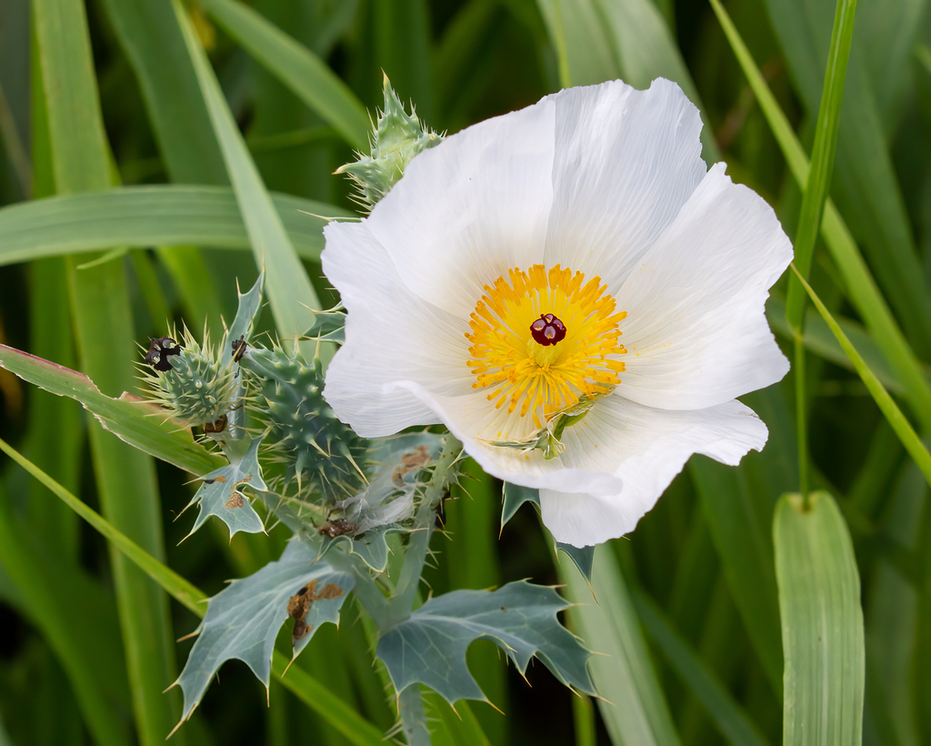 thistle poppy from 71189 Harper Road, Jet, OK 73749 on August 14, 2023 ...