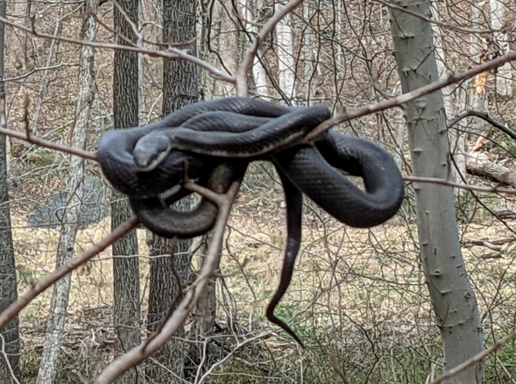 Eastern/Gray Ratsnake Complex from Columbia on March 27, 2021 at 03:49 ...
