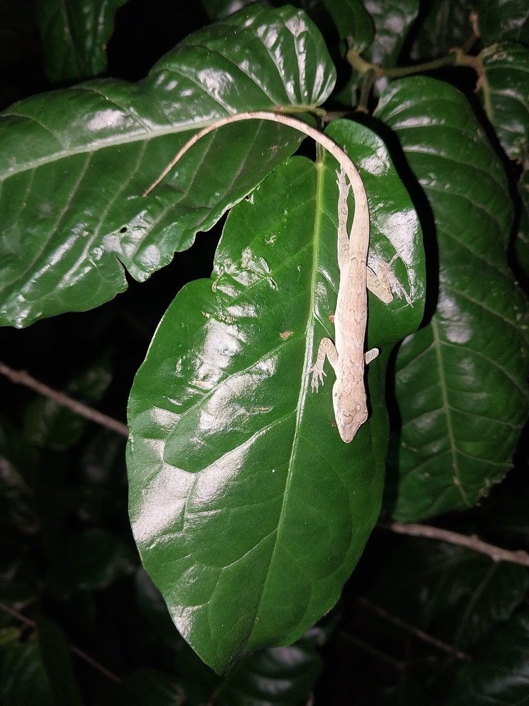 Bronze Anole from Bamboo No. 2, Trinidad and Tobago on September 16 ...