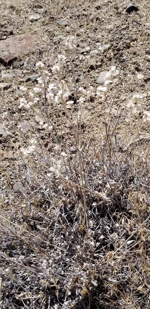 Snow Buckwheat from Sherman County, OR, USA on September 15, 2023 at 01 ...