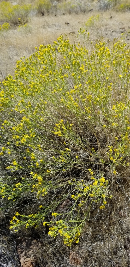 Broom Snakeweed from Sherman County, OR, USA on September 15, 2023 at ...