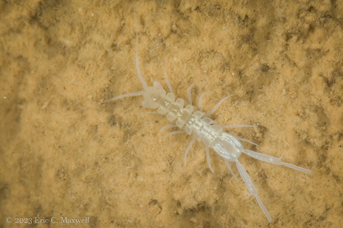 Subspecies Caecidotea bicrenata whitei · iNaturalist United Kingdom