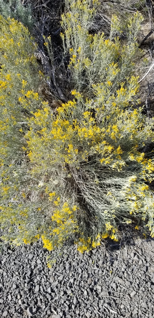 Rubber Rabbitbrush from Wasco, OR, USA on September 16, 2023 at 03:00 ...