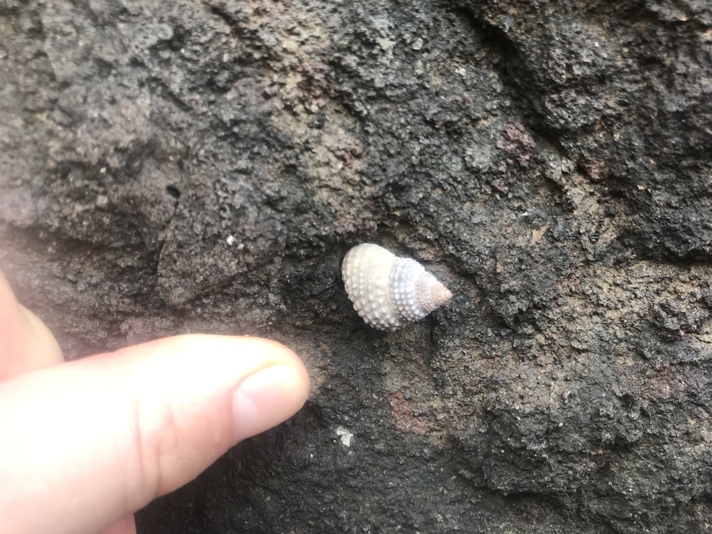 Beaded Periwinkle from Caribbean Sea, , Colon, PA on February 23, 2019 ...