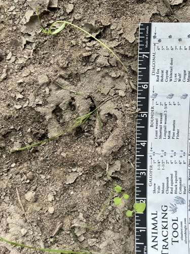 Raccoon Tracks – NatureTracking
