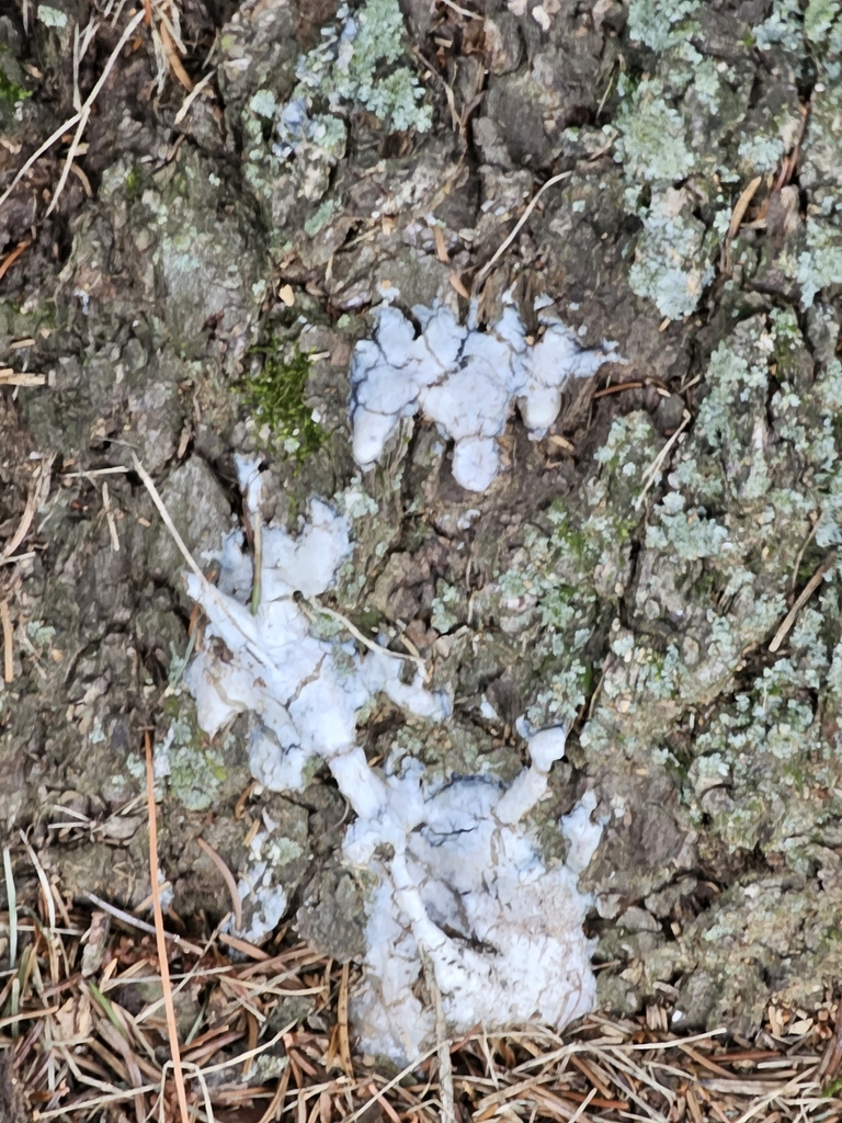 enveloping crust from Muhlenberg EB, Allentown, PA 18104, USA on ...