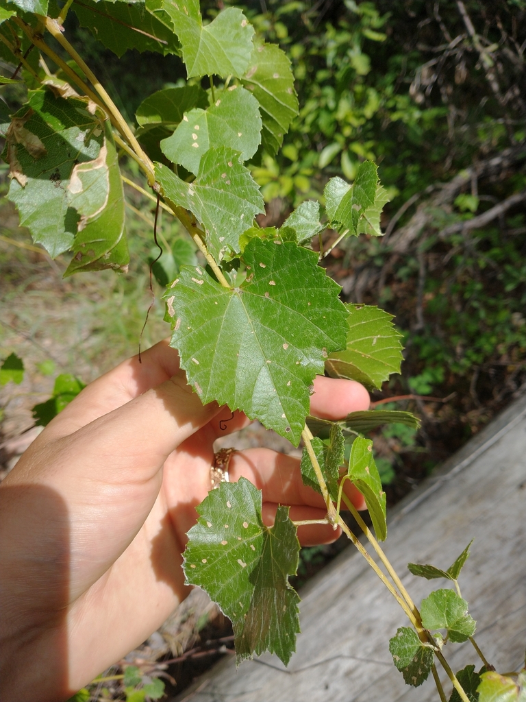 canyon wild grape from Cochise County, US-AZ, US on September 16, 2023 ...