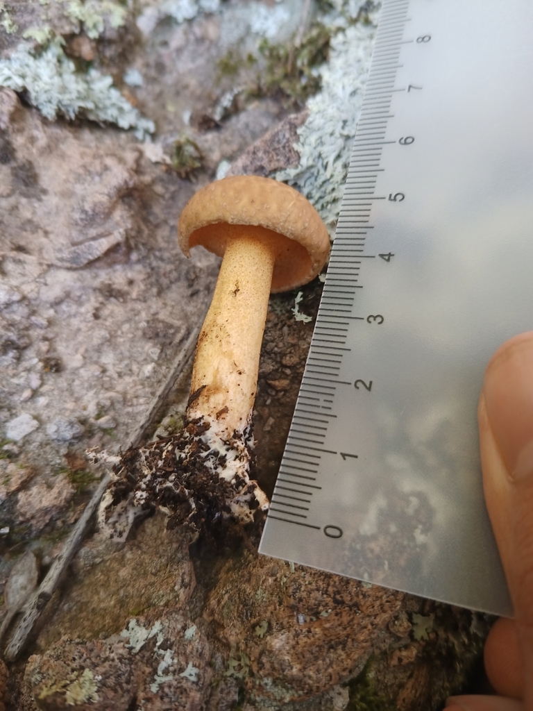 Suillus hirtellus in August 2023 by Mauricio Alejandro Montes Ojeda ...