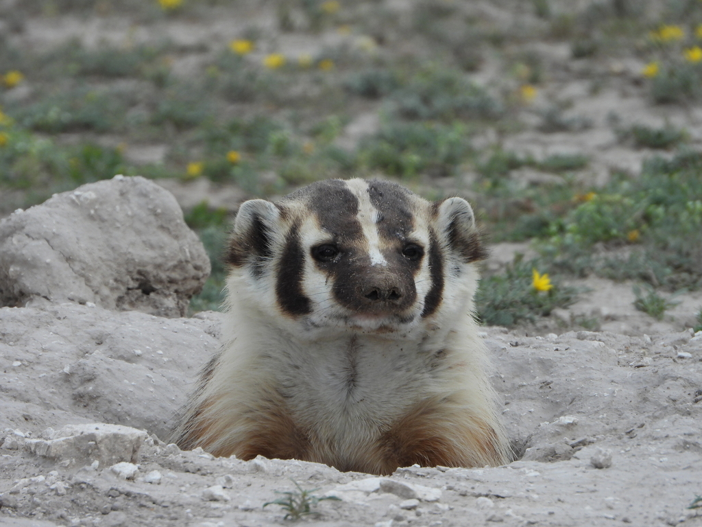 American Badger from Saltillo, Coah., México on September 15, 2023 at ...