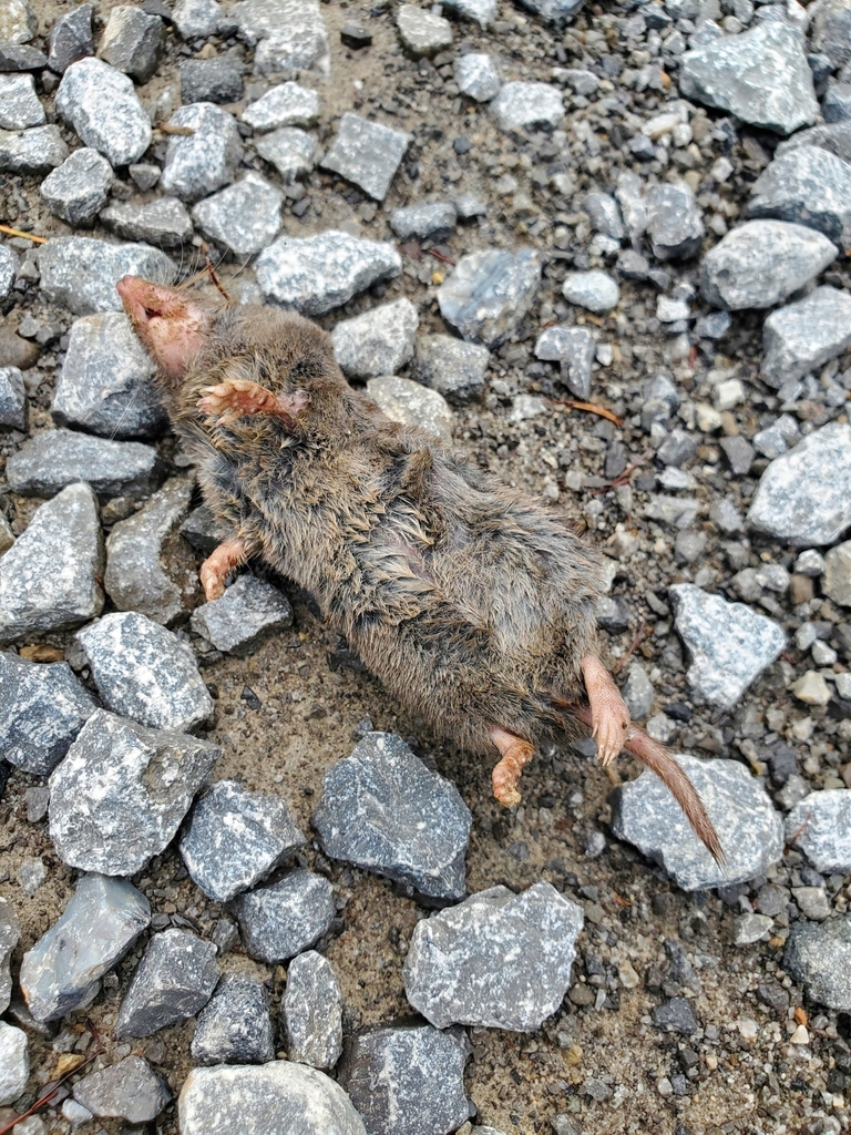 Northern Short-tailed Shrew from Fabius, NY 13063, USA on August 26 ...