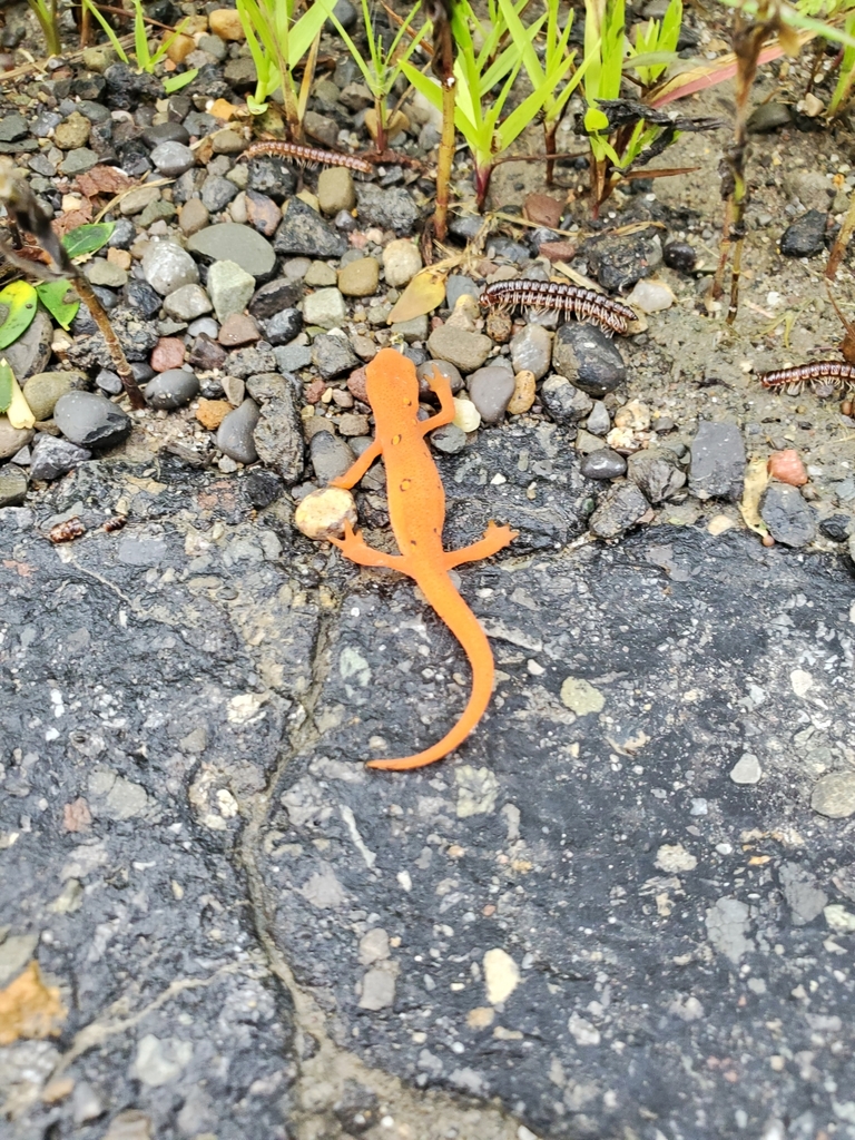 Eastern Newt from Scott, NY 13077, USA on August 25, 2023 at 07:38 AM ...
