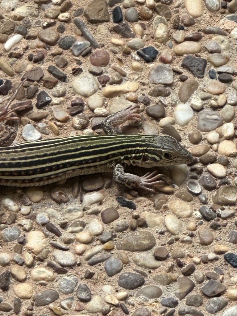 Common Spotted Whiptail from E Stegall Dr, Robinson, TX, US on ...