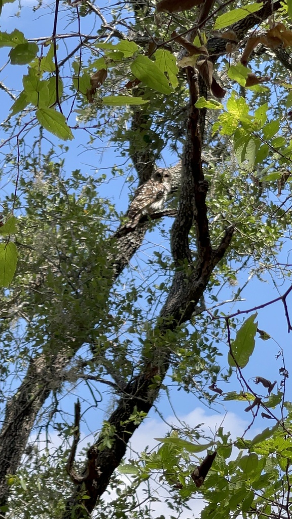 Barred Owl from Elm Hill Ct, San Marcos, TX, US on September 17, 2023 ...