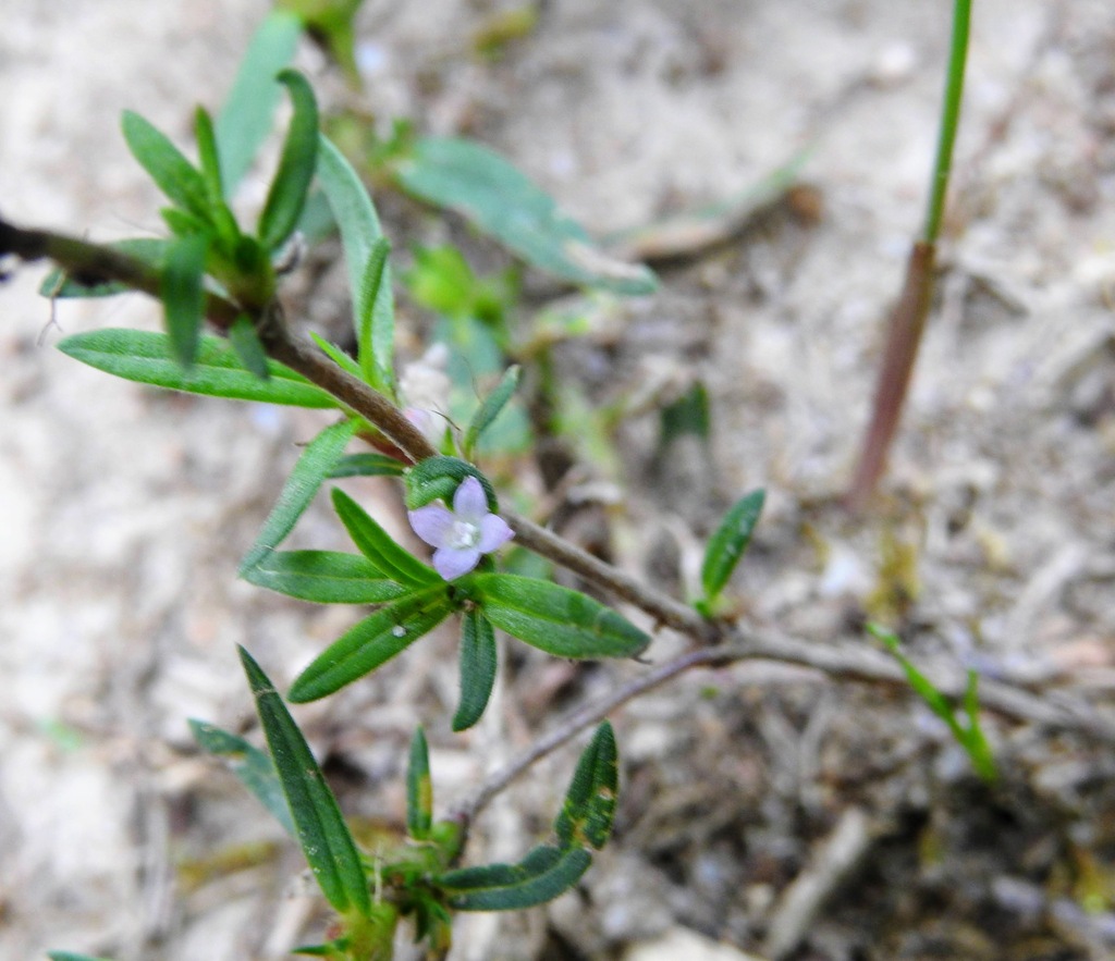 rough buttonweed from Prince George's County, MD, USA on September 17 ...