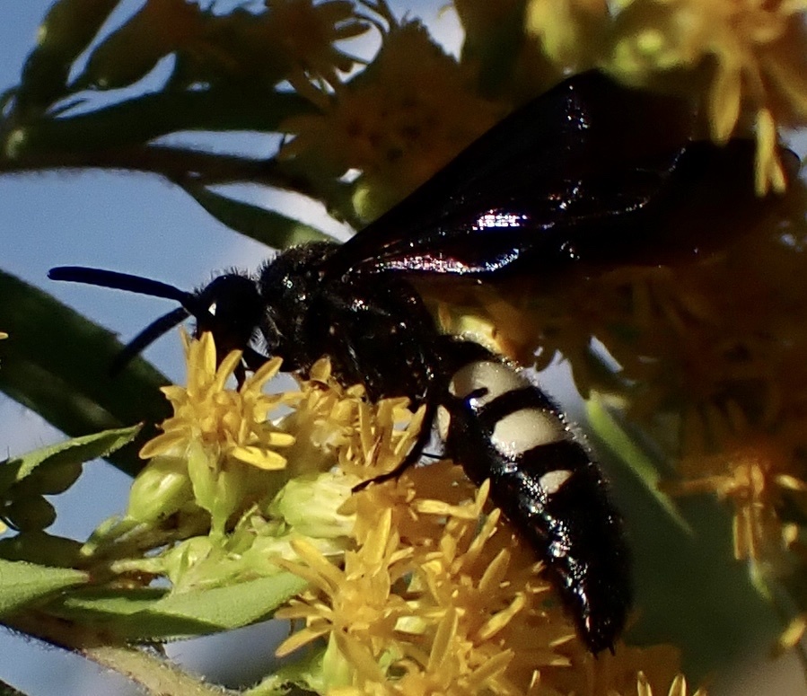 Double-banded Scoliid Wasp from Eupora, MS, US on September 16, 2023 at ...