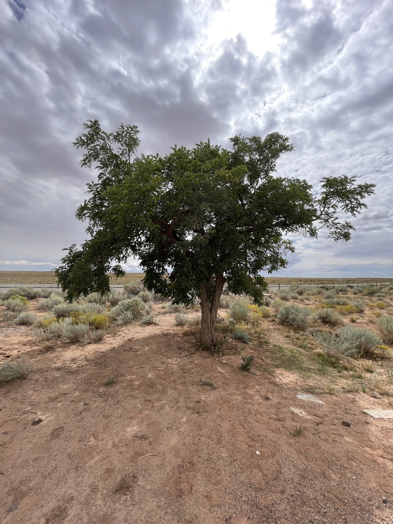Locust Trees from Emery County, UT, USA on September 14, 2023 at 12:45 ...