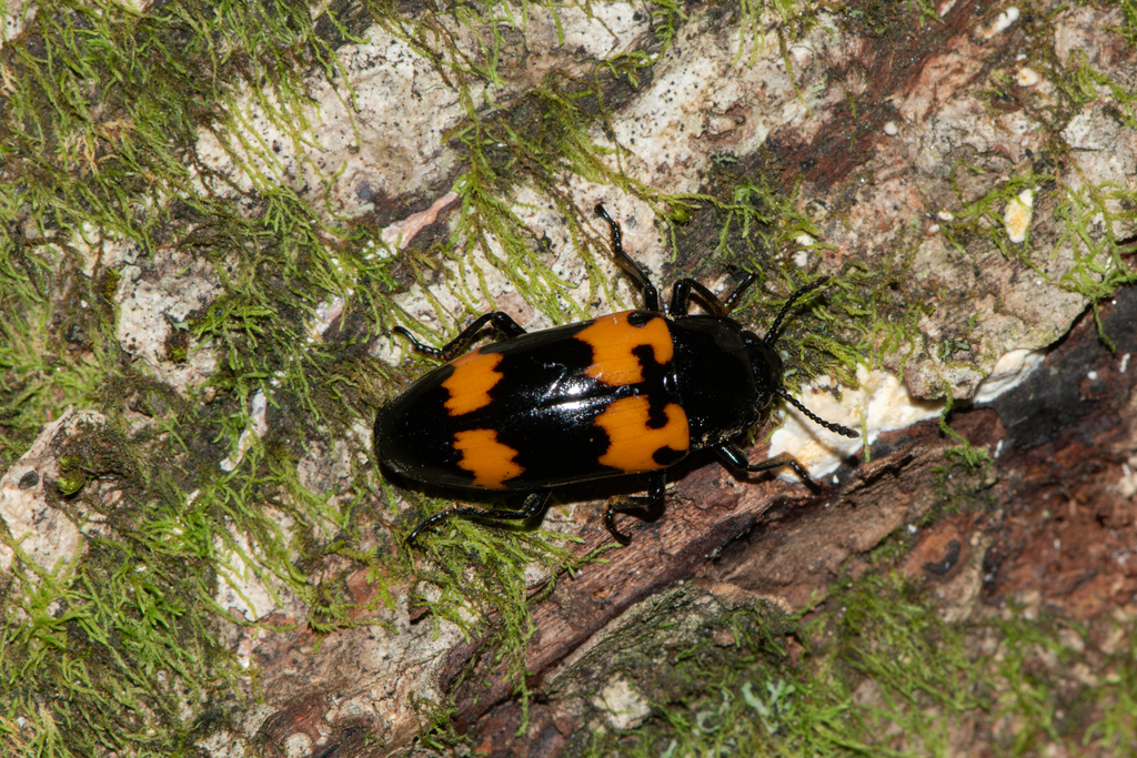 Pleasing Fungus Beetle from Southbury, CT 06488, USA on September 3 ...
