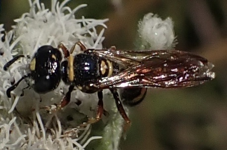 Beewolves from Eupora, MS, US on September 16, 2023 at 03:22 PM by ...