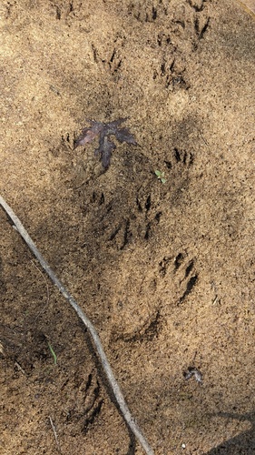 Raccoon Tracks – NatureTracking