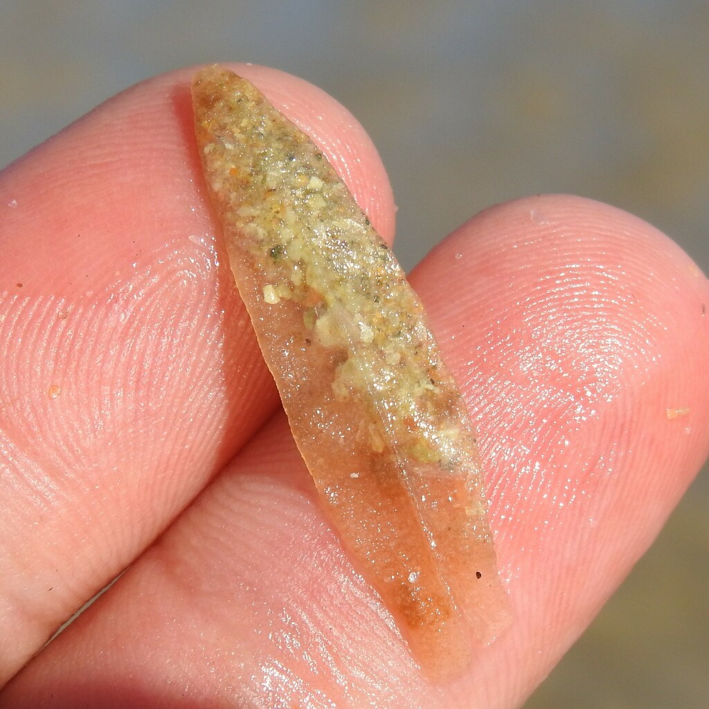 Tunicates from La Coruña, España on September 15, 2023 at 11:02 AM by ...