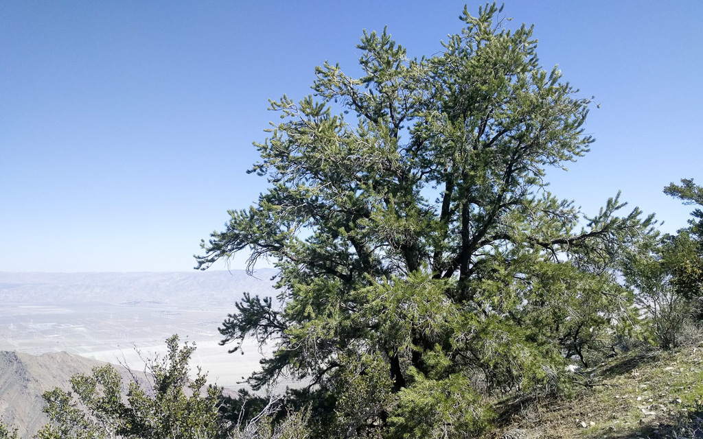 singleleaf pinyon from Palm Springs, California, United States on March ...