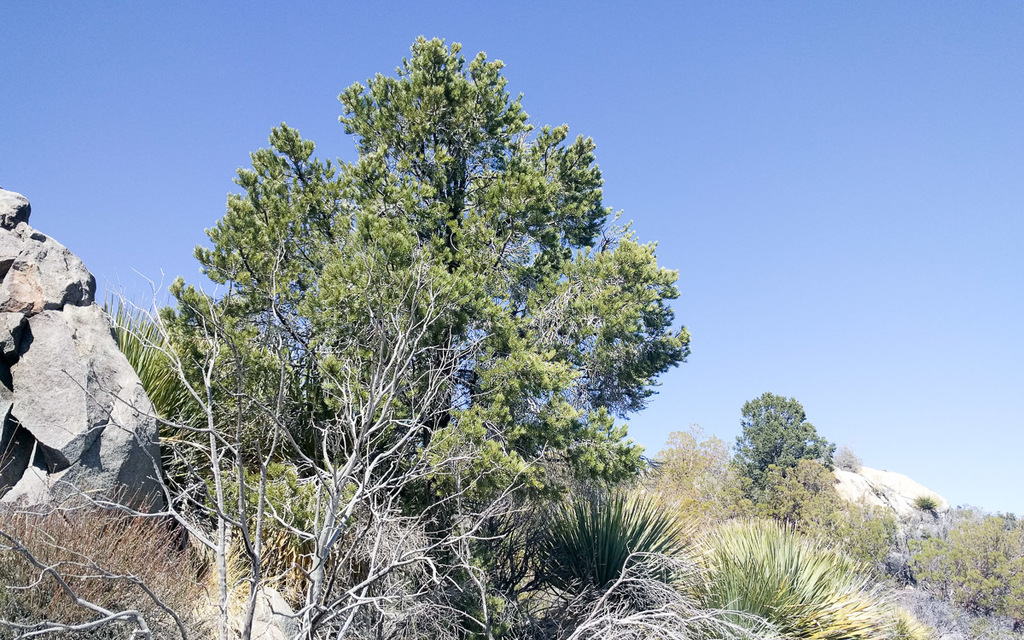 small cone pinyon pines from Palm Springs, California, United States on ...