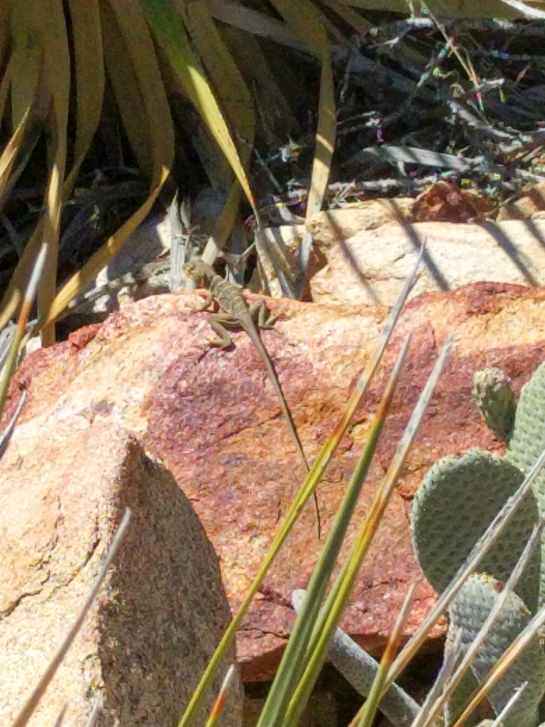 Baja California Collared Lizard from Palm Springs, California, United ...