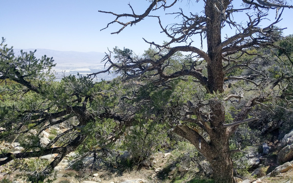 small cone pinyon pines from Palm Springs, California, United States on ...