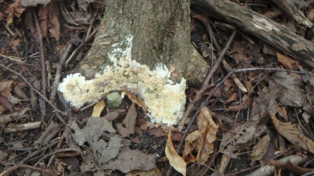 enveloping crust from Kewaunee County, WI, USA on September 15, 2023 at ...
