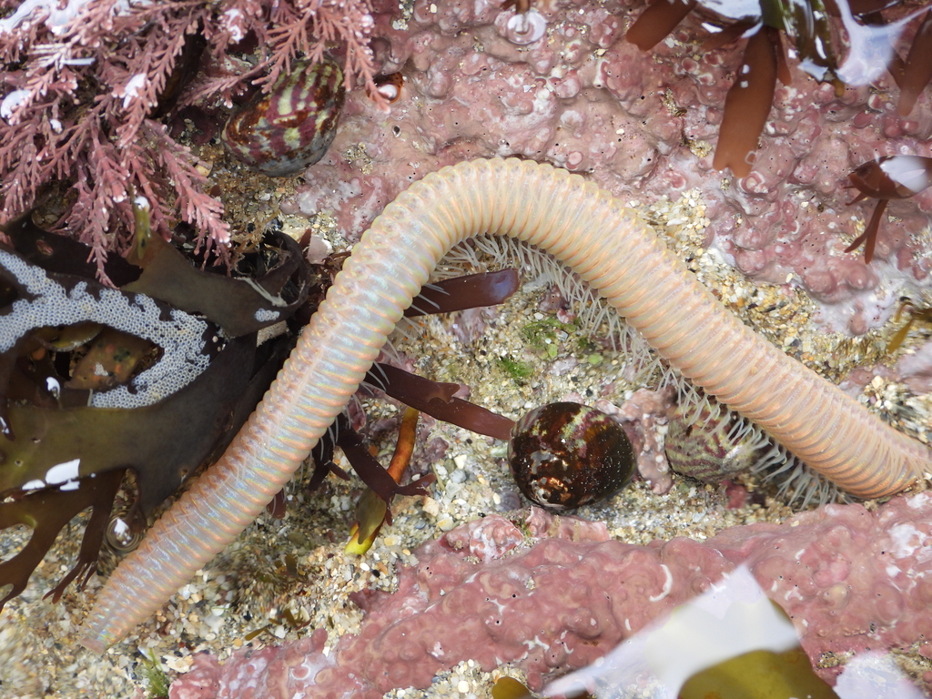 Eunicidae from Falmouth, UK on September 17, 2023 at 03:10 PM by ...
