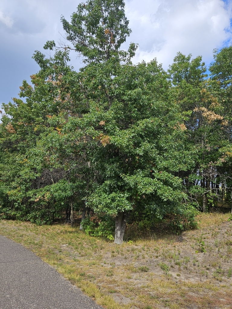 northern pin oak in September 2023 by carissab · iNaturalist
