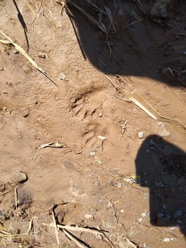 Raccoon Tracks – NatureTracking