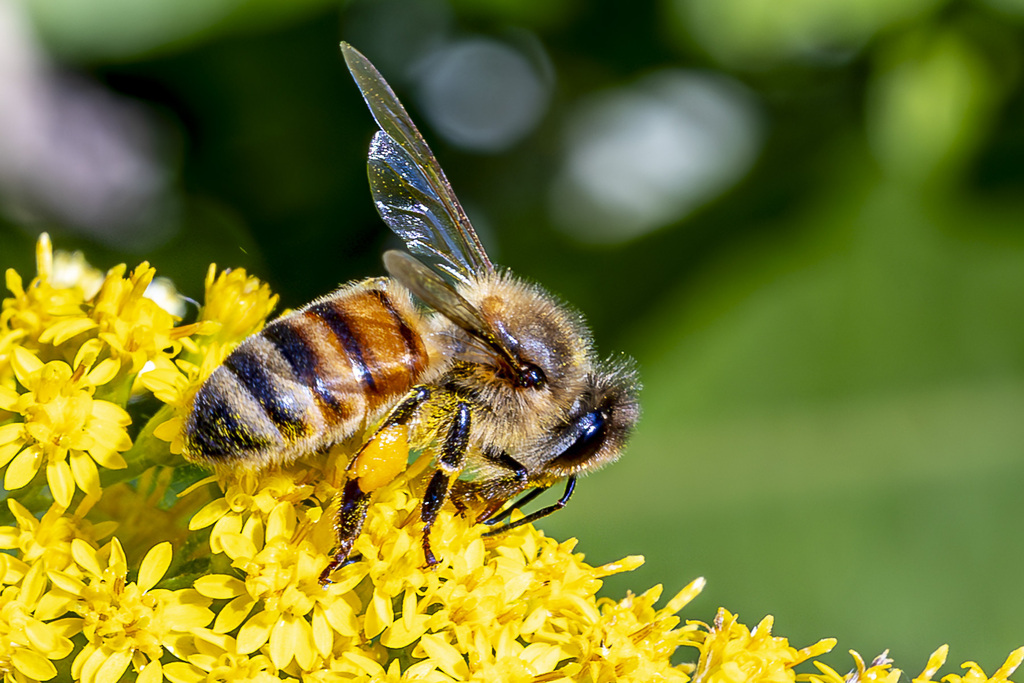 Western Honey Bee from New City, NY, USA on September 17, 2023 at 11:37 ...