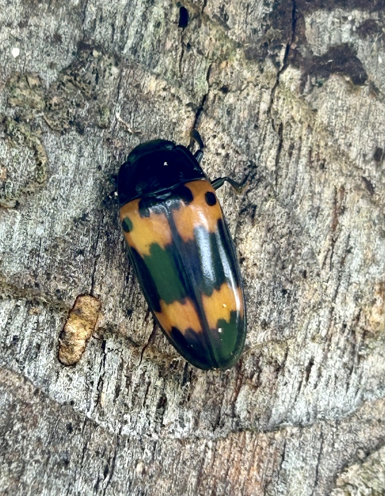 Red-banded Fungus Beetle from Trans-Allegheny Lunatic Asylum, Weston ...