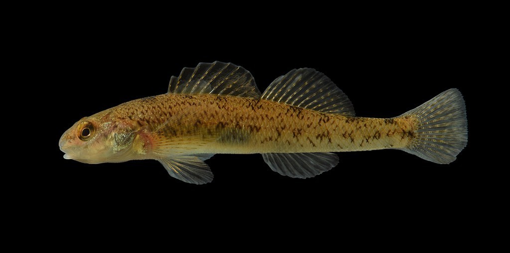 Johnny Darter (Etheostoma nigrum) - Marine Life Identification