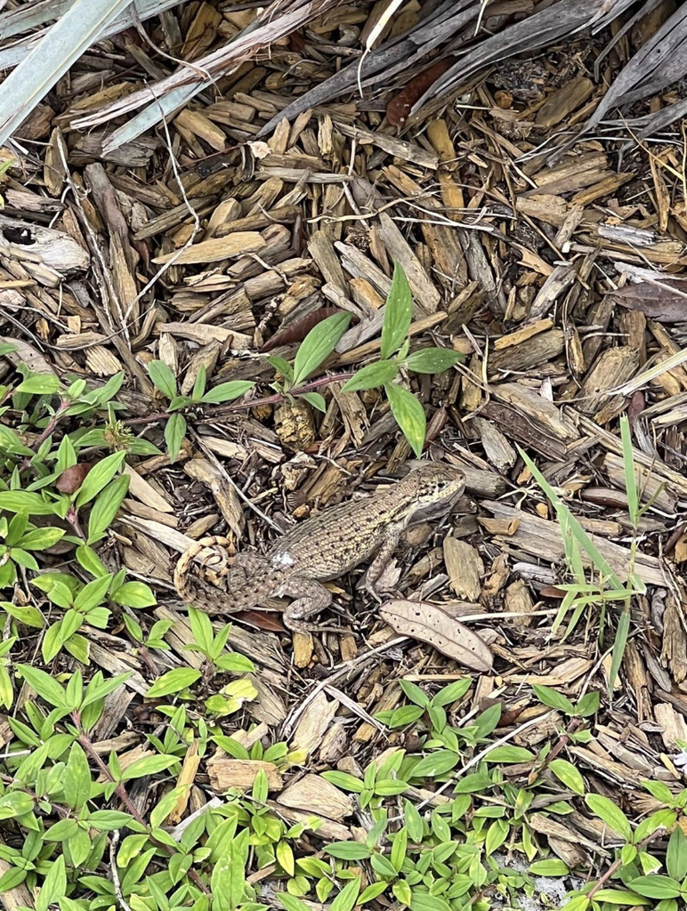 Northern Curly-tailed Lizard from 2441 6th St NW, Washington, DC 20059 ...