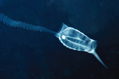 クチバシサルパ属 (Brooksia)