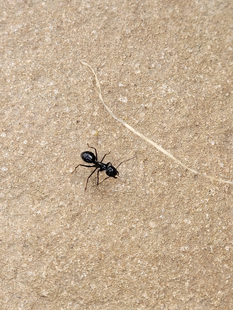 Hairy Smooth Carpenter Ant from Meeker, CO 81641, USA on September 17 ...
